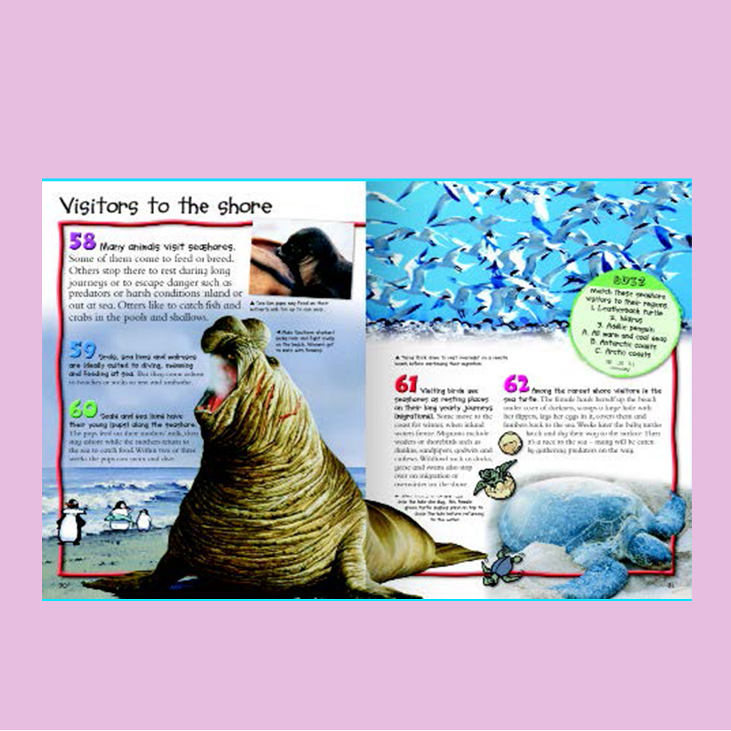 100 Facts Seashore POCKET EDITION – The Little Owl